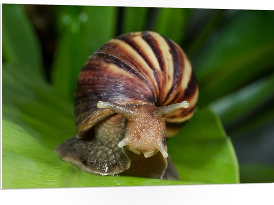 PVC Schuimplaat- Slak met gestreepte schelp zit op blad in een tuin ...