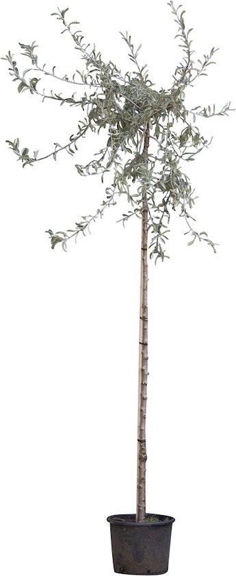 2 stuks! Wilgbladige treur sierpeer Pyrus salicifolia Pendula h 210 ...