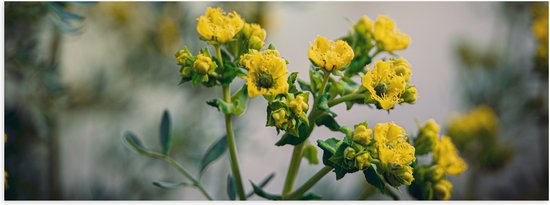 Poster Glanzend – Gele Ruta Bloemen aan Lange Stengels - 120x40 cm Foto ...