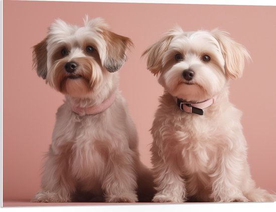 PVC Schuimplaat- Twee kleine honden met roze halsband zitten voor roze ...