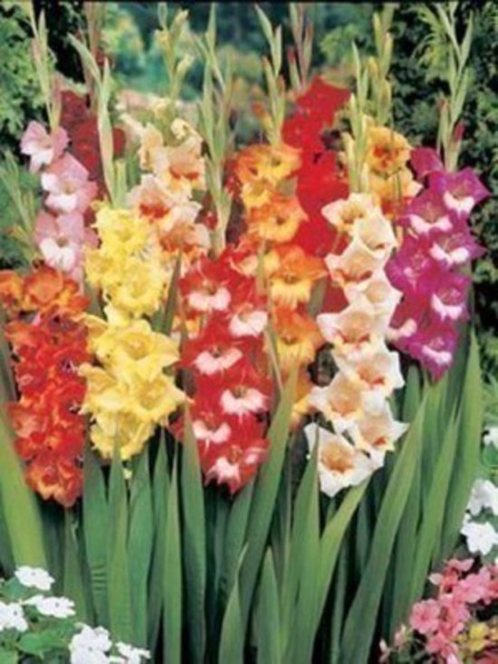 Gladiolus papillon gemengd/mix | bol