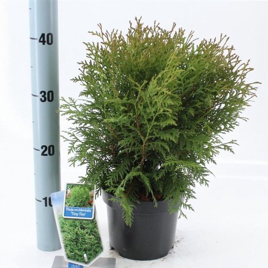 Plants Online - Set van 1 - Thuja occidentalis 'Tiny Tim' - 2 liter pot ...