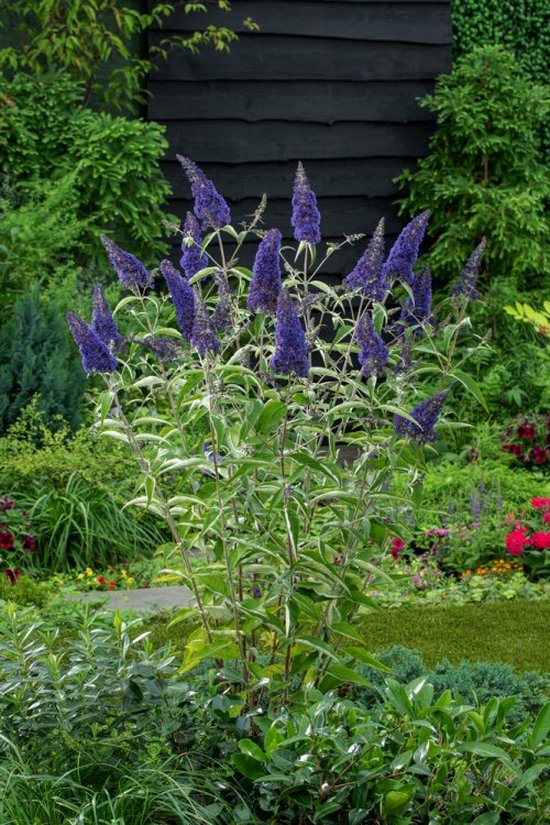 Buddleja davidii 'Empire Blue' C3 50-60 cm | bol.com