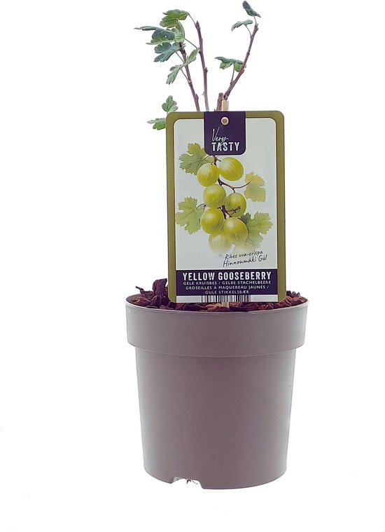 Gele Kruisbes Stekelbes - Hinnonmacki Gül - zelfbestuivende fruitstruik ...