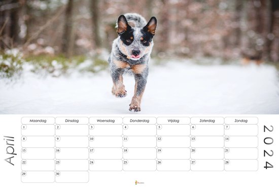 Kalender 2024 - Australian cattledog - 35x24cm - 300gms ...