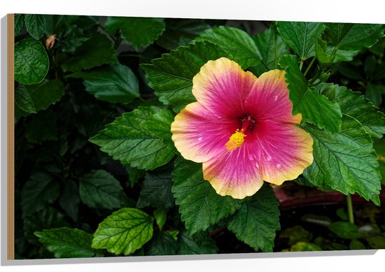 Hout - Roze Chinese Roos met Gele Rand Tussen Bladeren - Bloemen ...