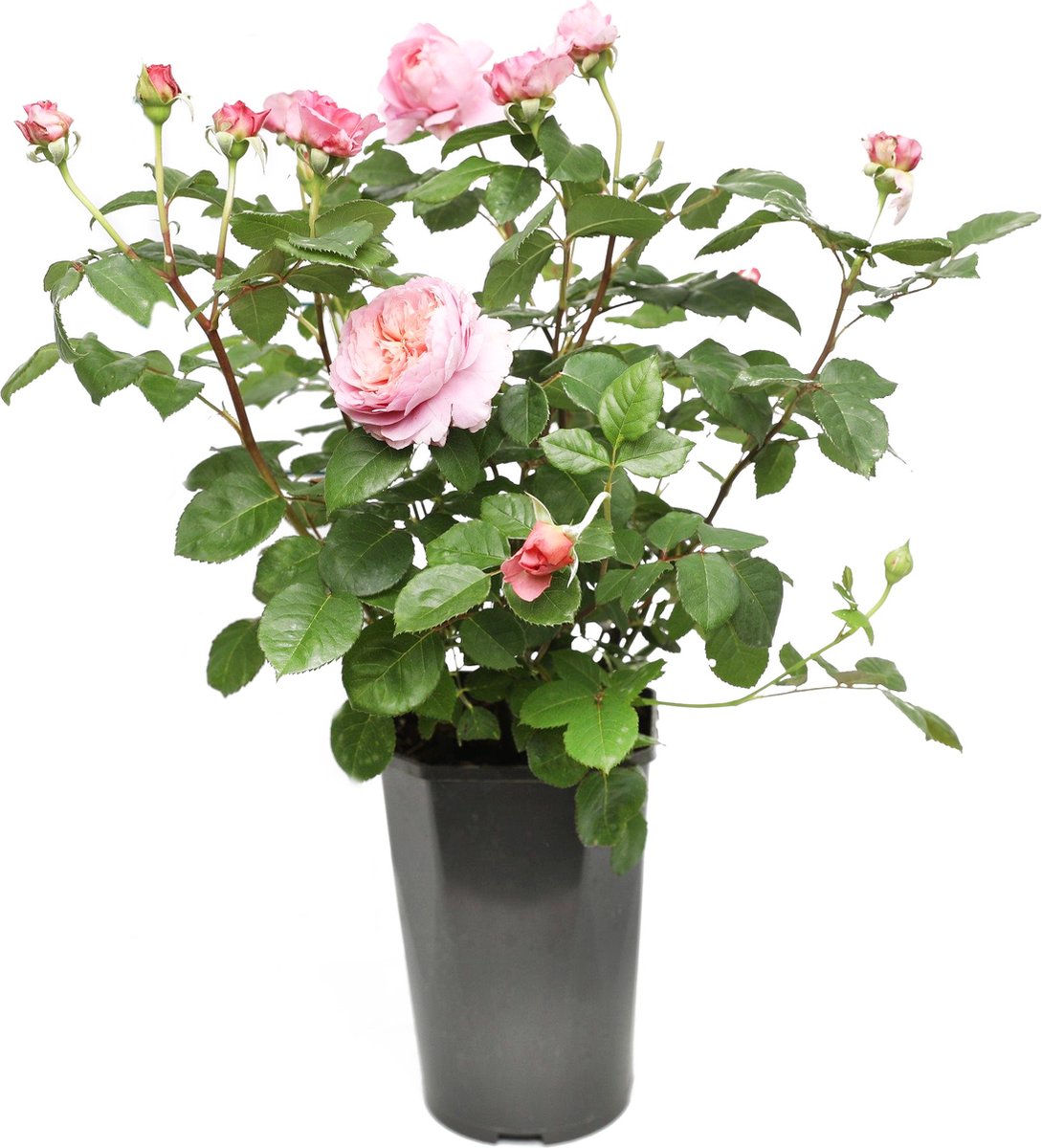 Struikroos - roze bloemen - zeer sterk geurend - ca. 60cm hoog (incl ...