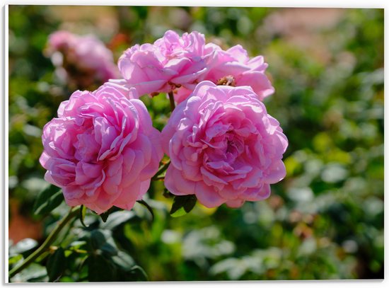 PVC Schuimplaat- Boeket van Roze Tuinrozen tussen Groene Bladeren ...