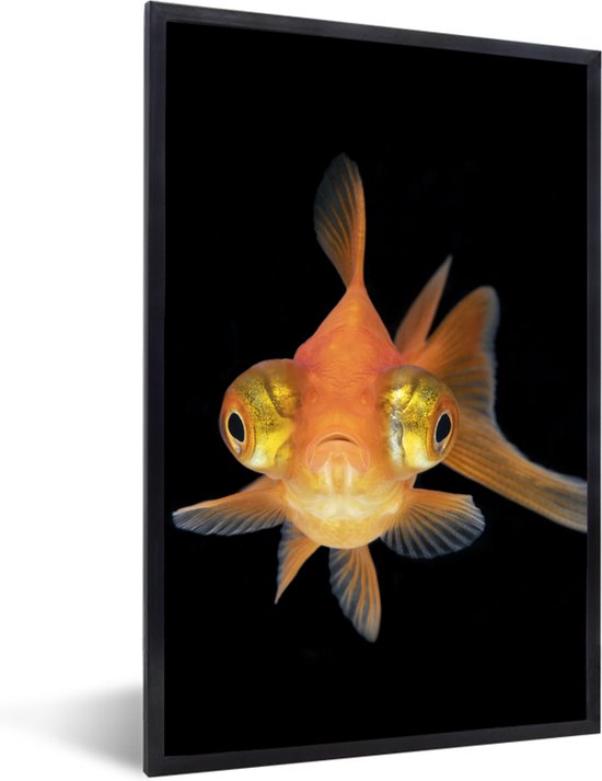 Fotolijst incl. Poster - Goudvis - Zeedieren - Ogen - 80x120 cm ...