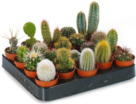 Cactus Mix - 20 stuks | bol