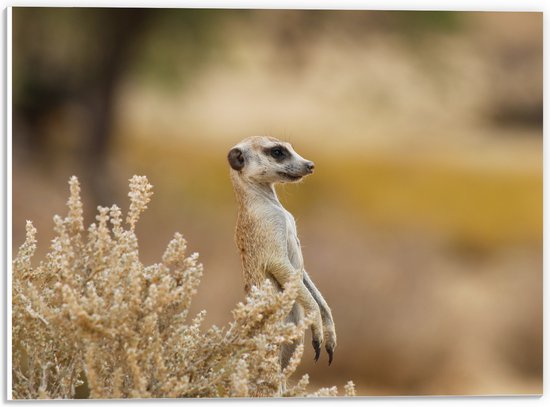 PVC Schuimplaat- Staand Stokstaartje in Leefgebied - 40x30 cm Foto op ...