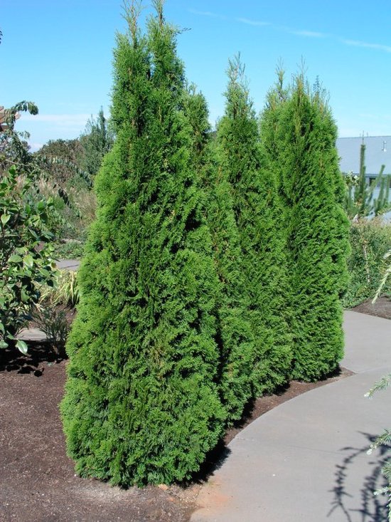 1 stuk(s) | Thuja occidentalis 'Smaragd' C3.5 60-80 cm | bol