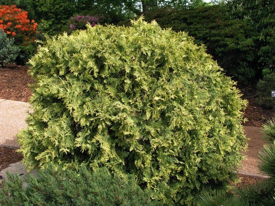 Plants Online - Haagplanten - Coniferen - Tuinplanten - Sier coniferen ...