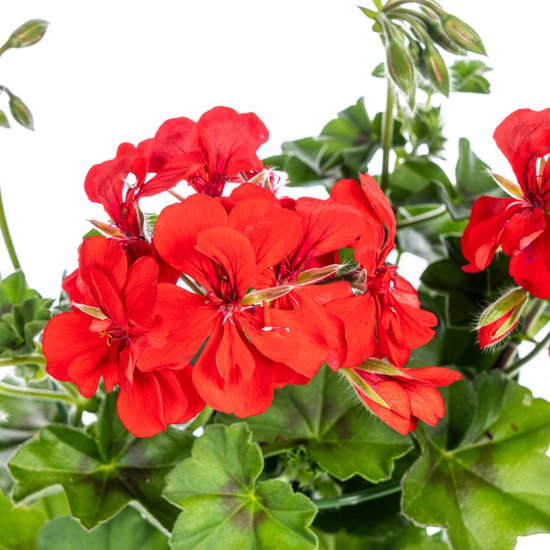 8 stuks HangGeranium of ook wel ZuilGeranium genoemd, Tros Bloemen ...