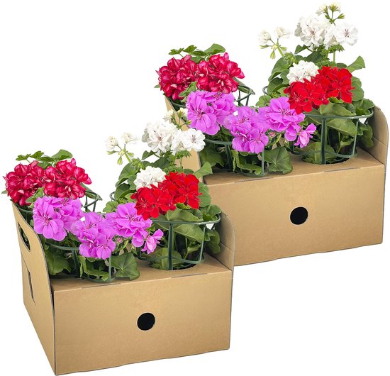 8 stuks HangGeranium of ook wel ZuilGeranium genoemd,Mooie Mix van vier ...