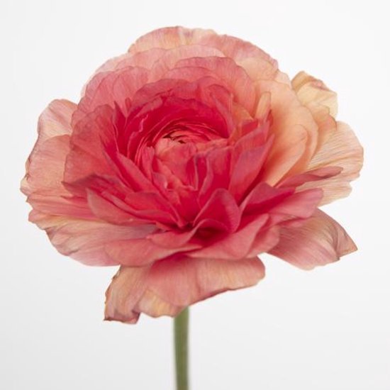 50x Buttercup success fragolino 40cm | bol
