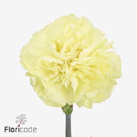20x Dian.payton+ 60cm | bol