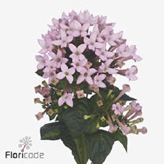 10x Bouv.sweet jewel 50cm | bol