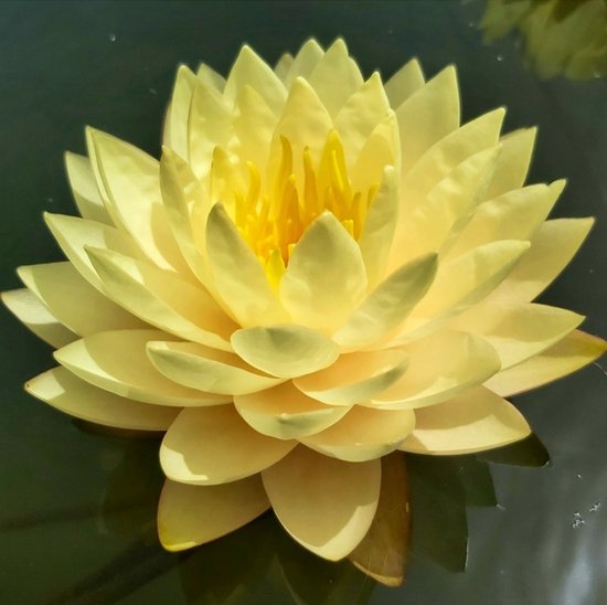 vdvelde.com - Nymphaea Alexsea - Gele waterlelie in mand - Volgroeide ...