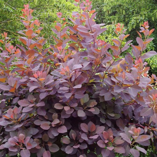 Cotinus dummeri 'Grace' 40-60cm - Pruikenboom, spectaculaire struik met roodpaars blad... | bol