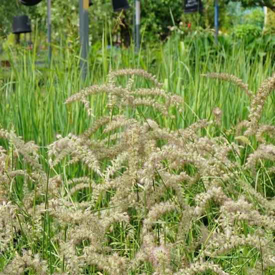 6x Pennisetum orientale 'Tall Tails' Pot 9x9cm - Siergras voor in de ...