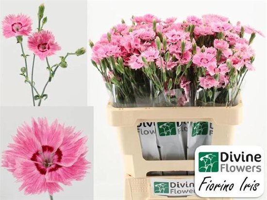 10x Dian.tros fiorino iris 60cm | bol