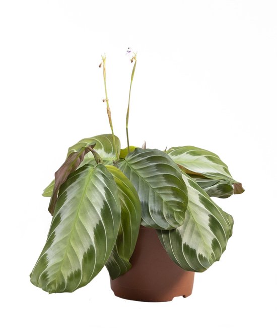 Maranta Silver Band - Hoogte 30cm - Pot 12cm | bol