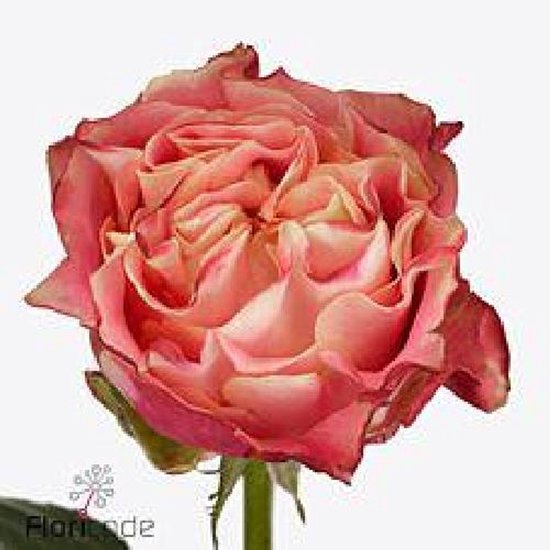 10x Rosa capriola 60cm | bol