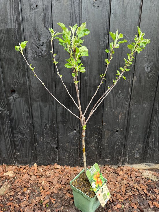 Biologische Appelboom Elstar fruitboom halfstam 80-100 cm | bol