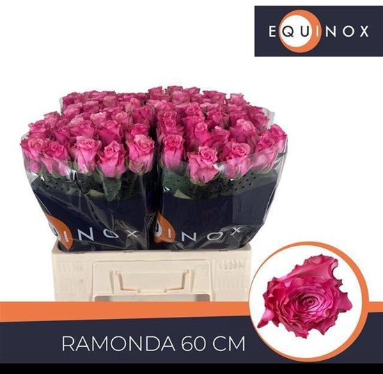 10x Rosa ramonda 60cm | bol