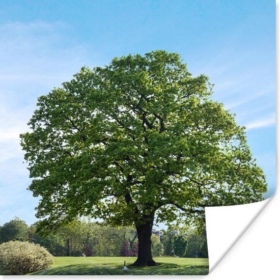 Eenzame eikenboom op een zomermiddag Poster 150x150 cm - Foto print op ...