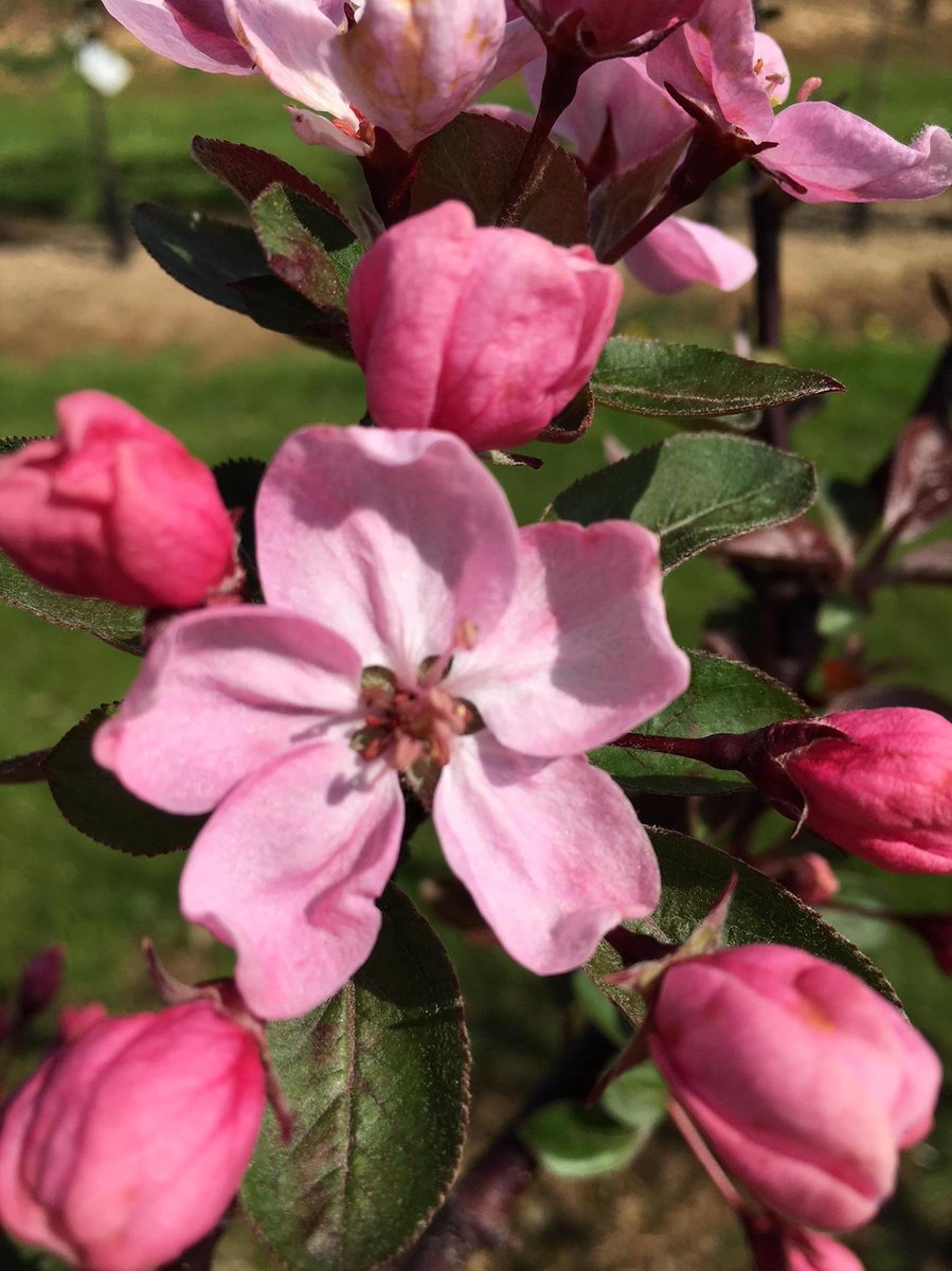 Minitree Appelboom Magic Blossom | bol