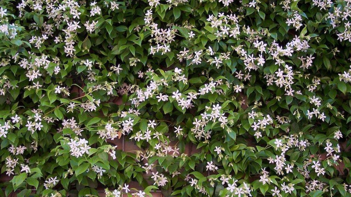 Jasmin étoilé 'Trachelospermum jasminoides' - ↑ 80-100 cm en pot | bol.com