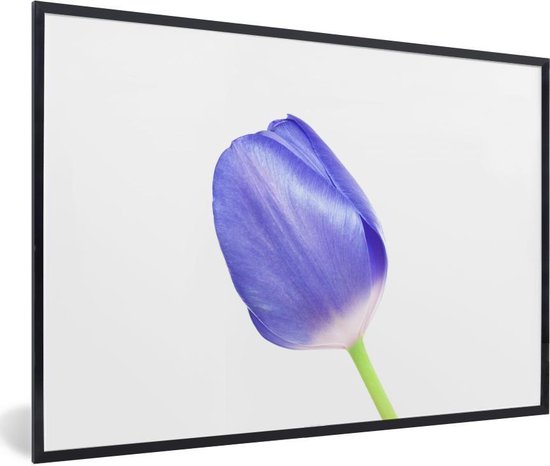 Fotolijst incl. Poster - Blauwe tulp voor een witte achtergrond - 30x20 ...