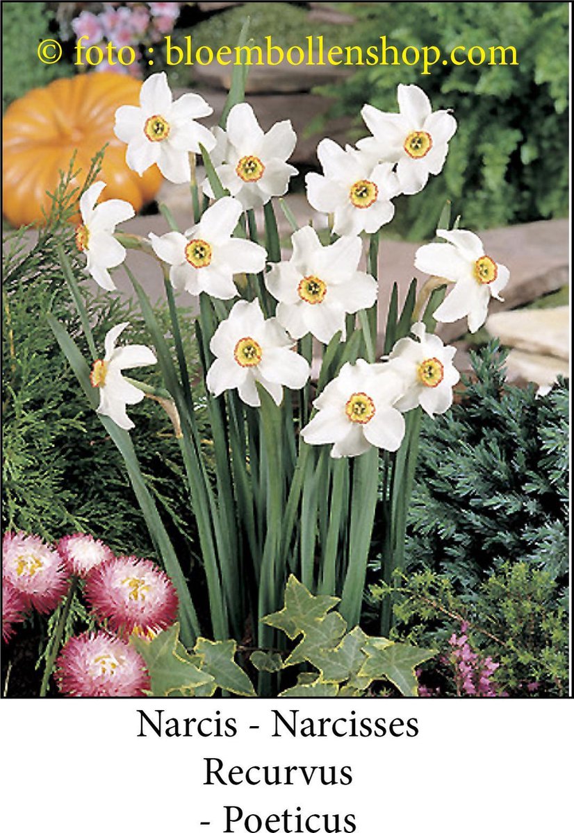 narcis Recurvus 20 bollen maat 14/16 kleinkronige narcis | bol.com