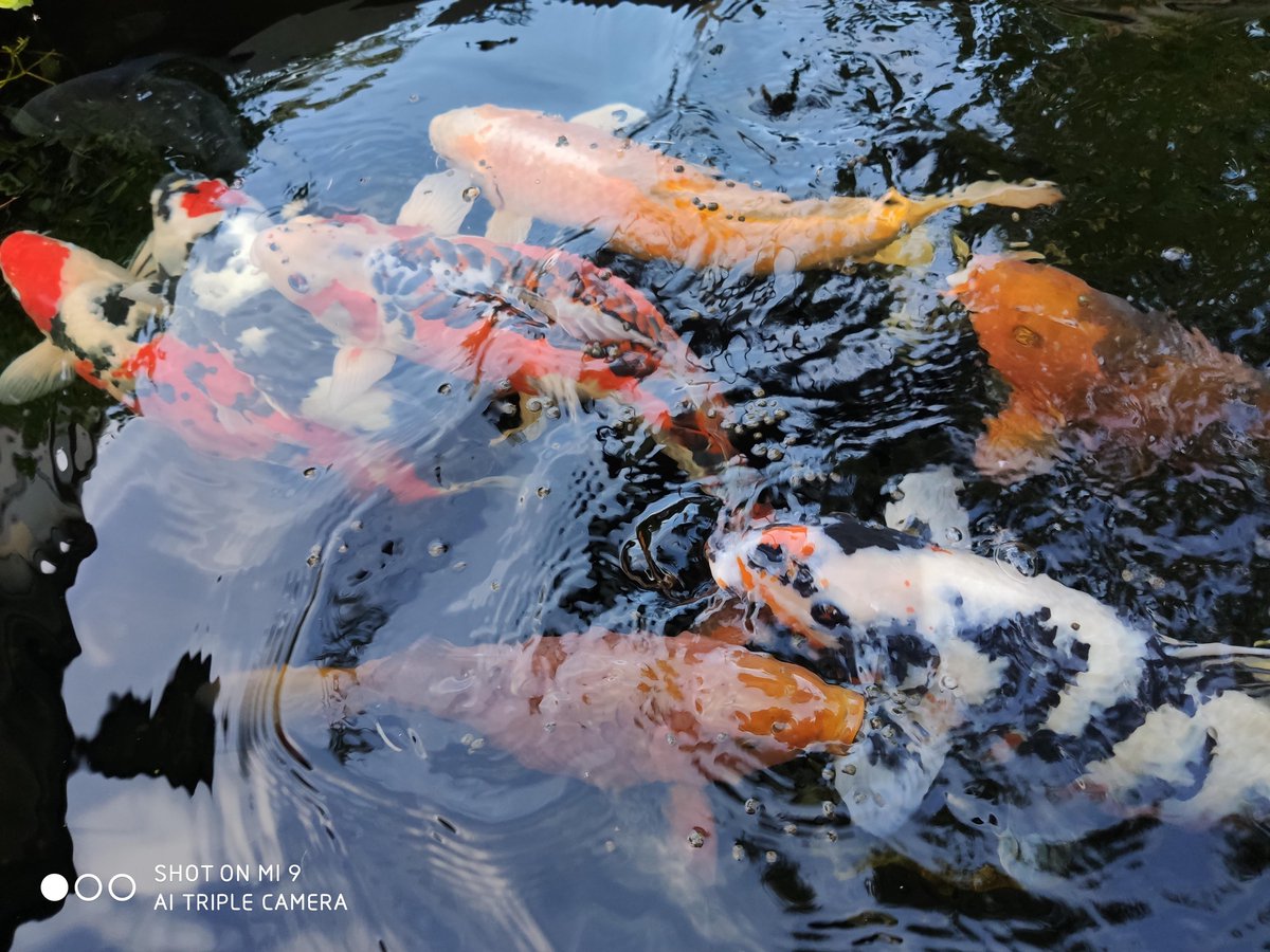 LS Aqua KoiDaily - 6mm - 10Kg - Drijvend Koivoer | bol.com