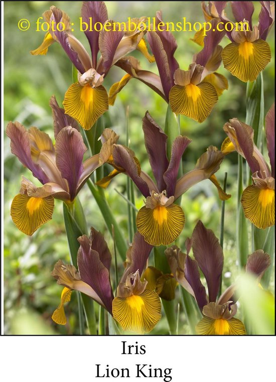 iris Lion King 50 bollen maat 7/+ | bol.com