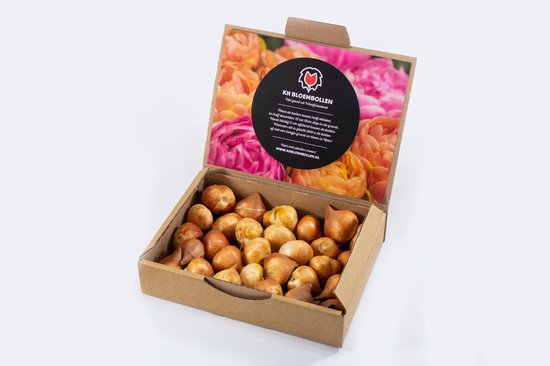 25 Tulpenbollen Dazzling Double Mix - Bloembollen - Tulpen - Bollen ...