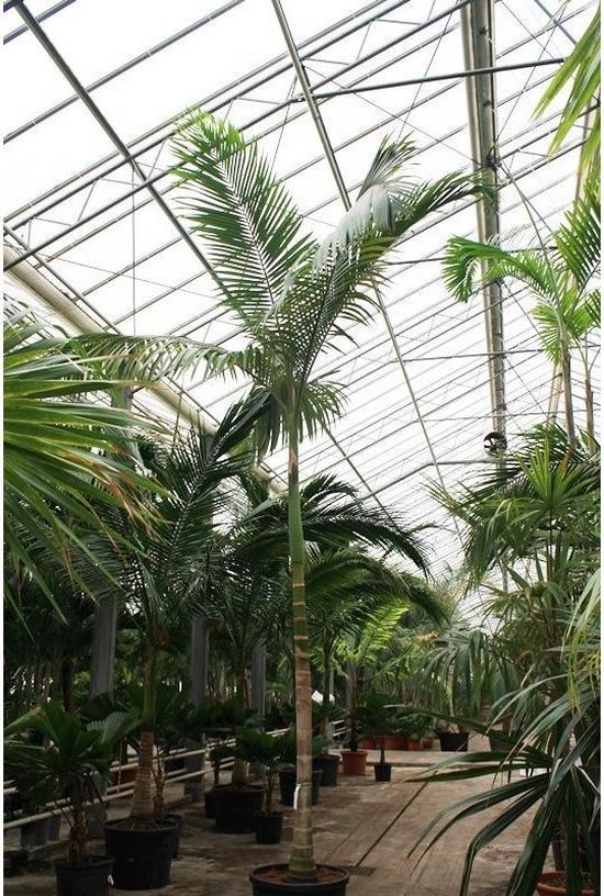 Archontophoenix alexandrae - Koningspalm - King Alexander Palm 540 ...