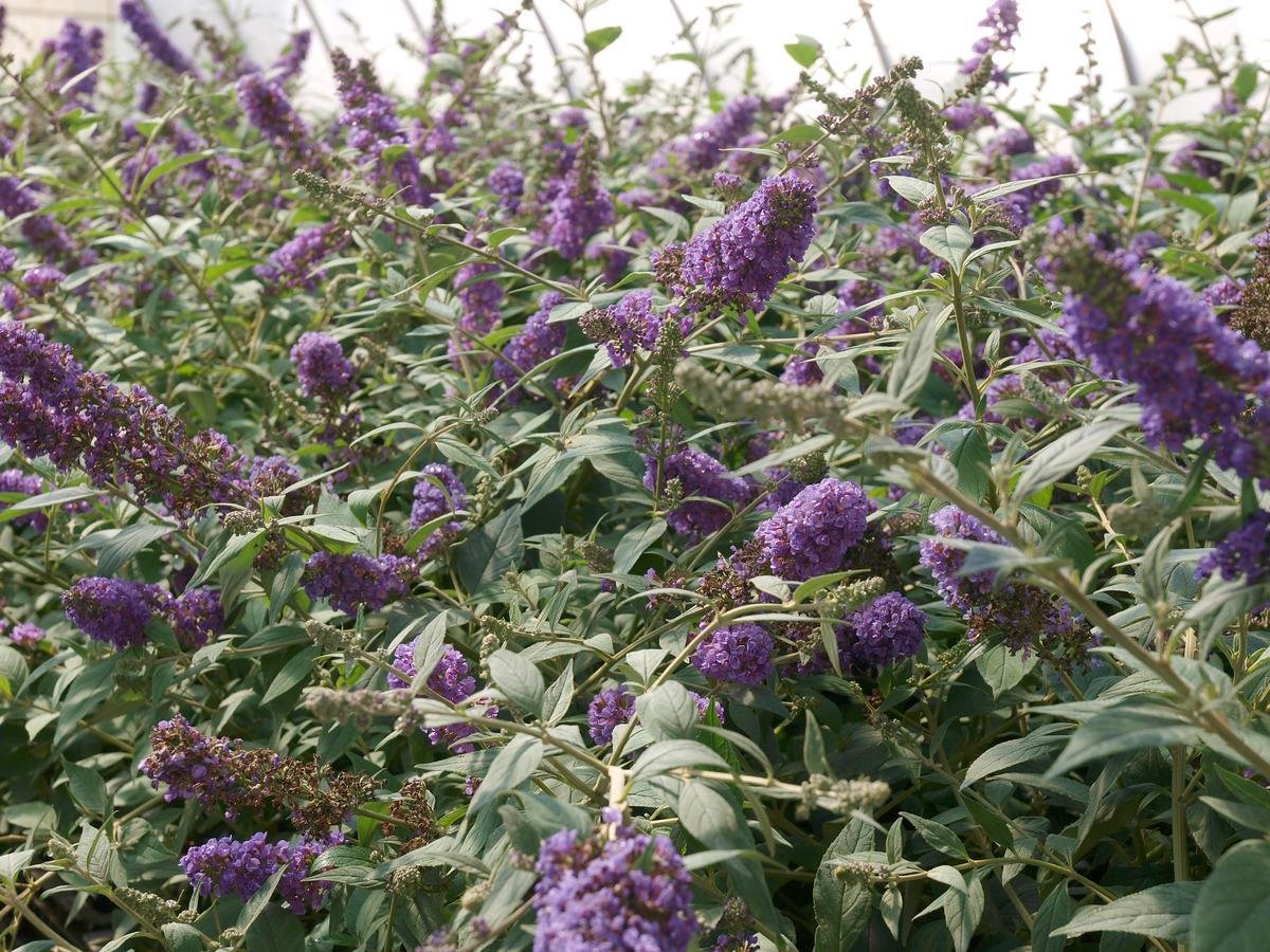 Buddleja davidii 'Blue Chip' - XL | bol.com