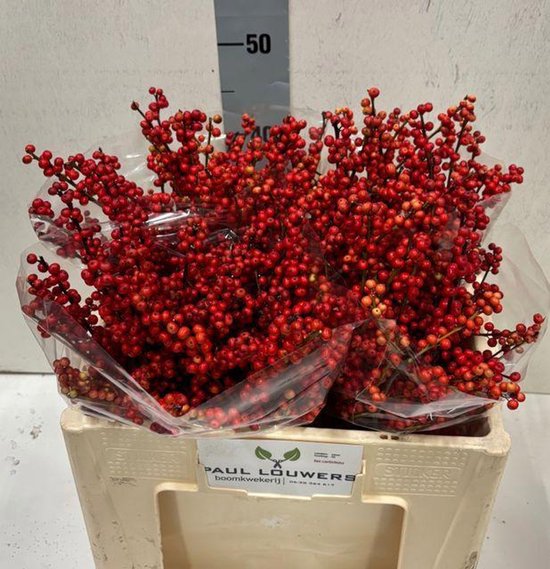 10x Ilex verticillata 50cm | bol