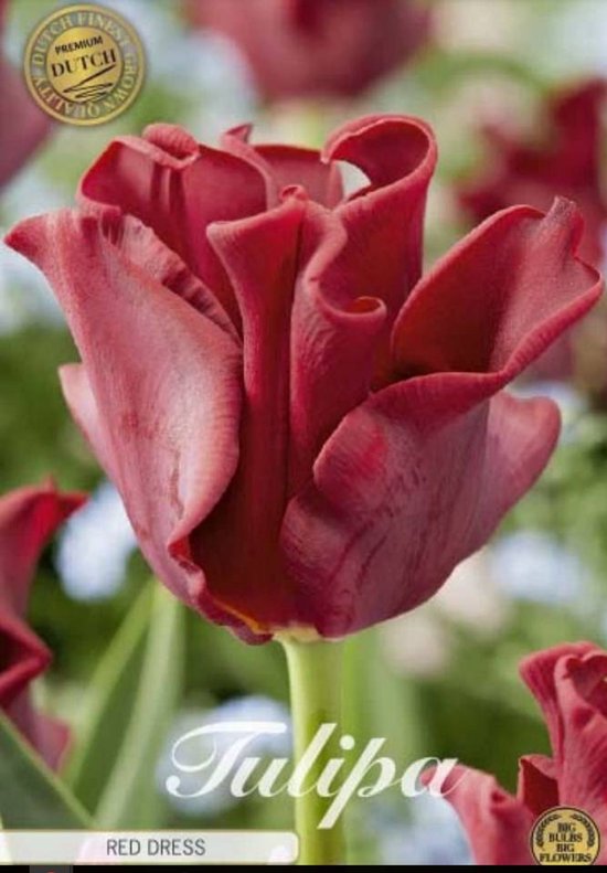 Dutch Finest Quality bloembollen Tulpen Tulp Crown Red Dress x7 12/+s | bol
