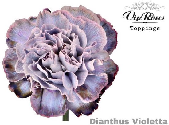 40x Dian. violetta 60cm | bol