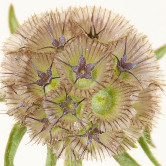 20x Scabiosa stellata 70cm | bol