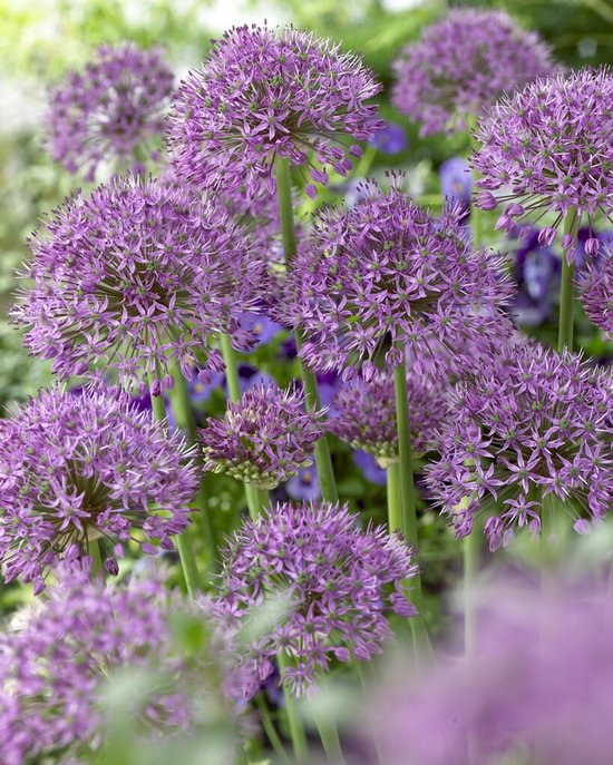 Allium Statos | 3 stuks | Sierui | Alliumbol | bol