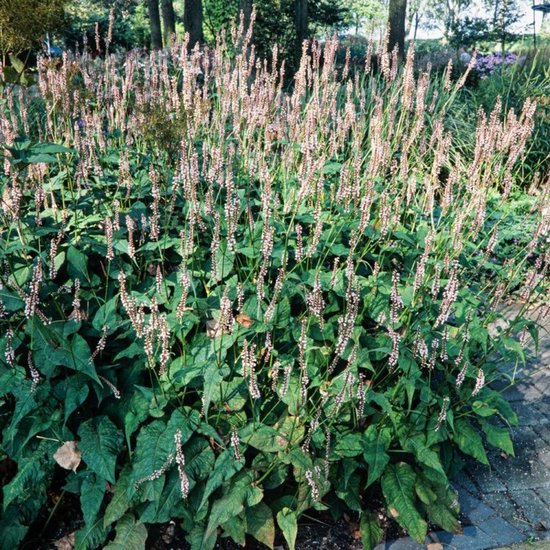 3 stuks | Persicaria amplexicaulis 'Rosea' P11 | bol