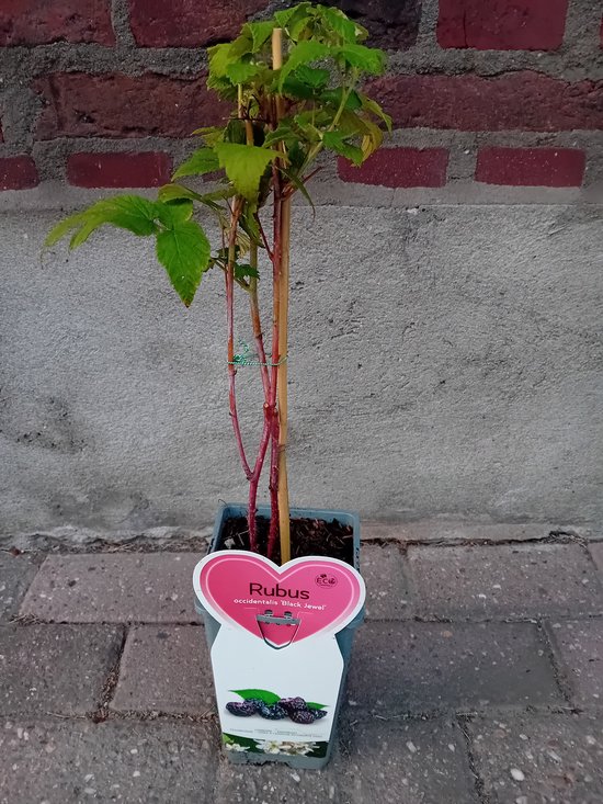 BIOLOGISCHE- XL Fruit pakket- 6 planten- Fruitstruik- 60 cm hoog ...