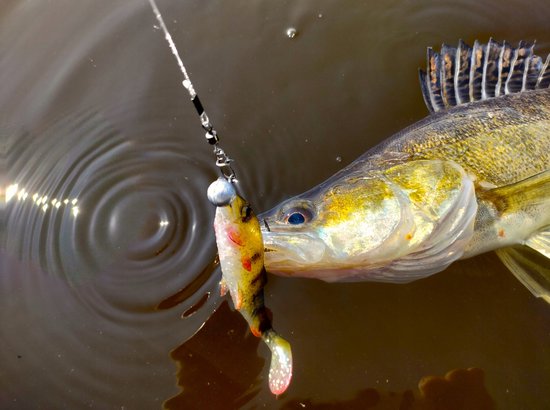 Savage Gear Craft Cannibal 8,5cm Perch - Kunstaas voor Snoekbaars ...
