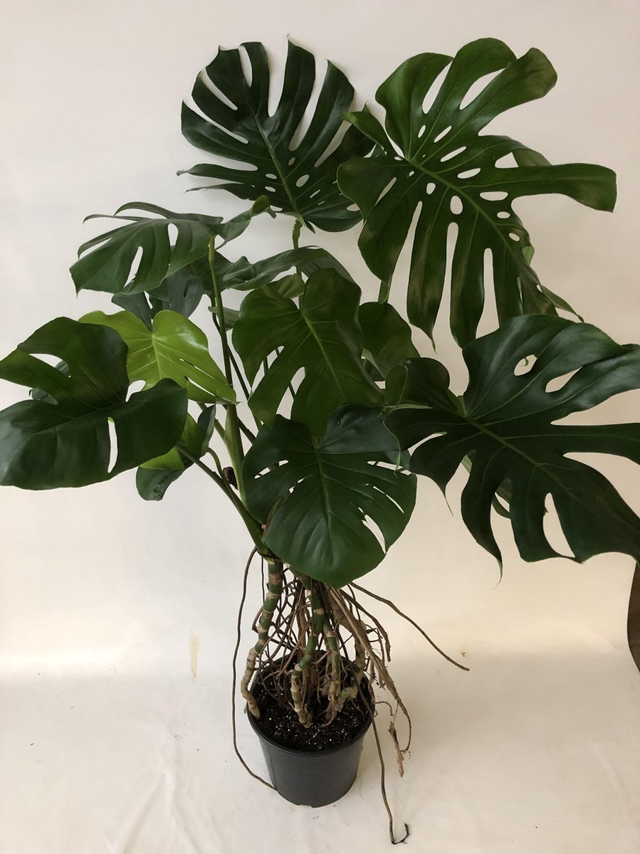 Monstera - Deliciosa - plant - kamerplant - groen - groot - gatenplant ...