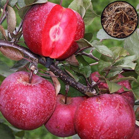 Malus domestica 'Baya Marisa'® rode appel met rood vruchtvlees ...